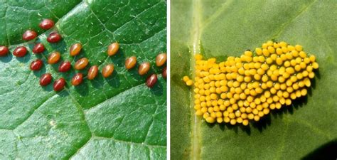 How To Use Eggs In Garden At Patricia Kelly Blog