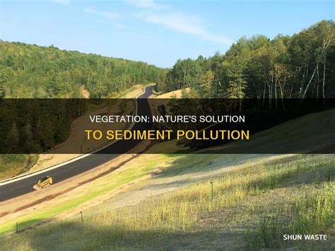 Vegetation Natures Solution To Sediment Pollution Shunwaste Vegetation Natures Solution To Sediment Pollution Shunwaste