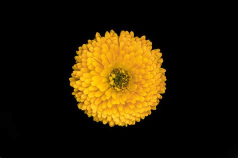 Sunf Bilder Bläddra Bland 2211 Stockfoton Vektorer Och Videor Adobe Stock