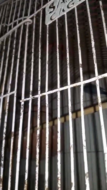 My Rare Java🥵 Shortfeed Trending Viral Youtube