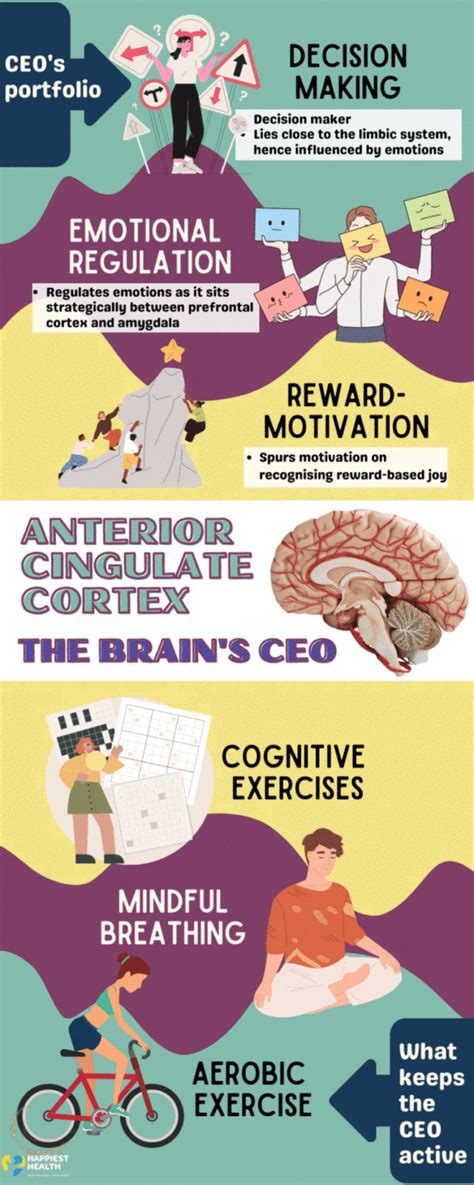 The Brains Ceo Anterior Cingulate Cortex Happiest Health