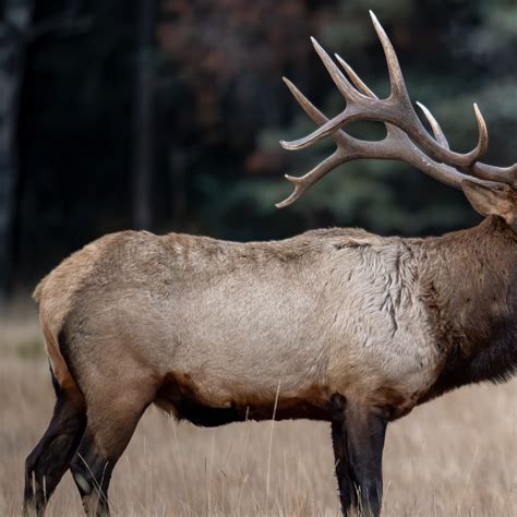 Elk Antlers Explained At Bethany Knibbs Blog