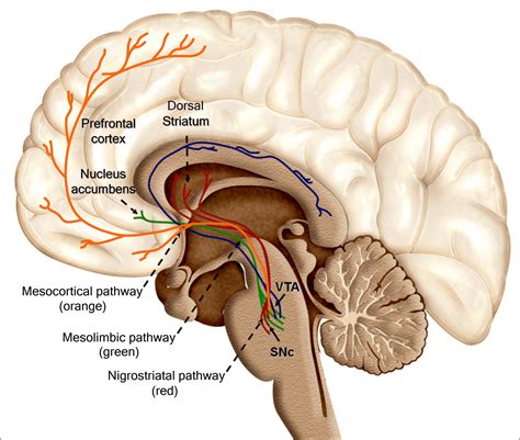 Neural Pathways What Are They How Types Dysfunction