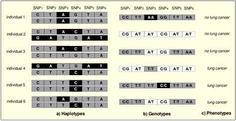 1 Haplotypes Genotypes And Phenotypes Download Scientific Diagram