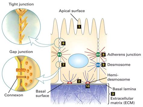 Cell Junctions And Cell Division PPTX