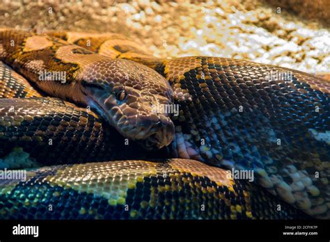 Python Reticulat Fotos Und Bildmaterial In Hoher Auflösung Alamy