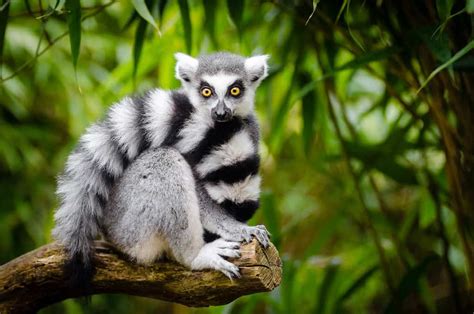 What Kind Of Lemur Is King Julien From Madagascar