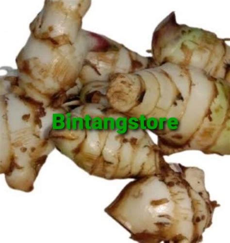 Umbi Ganyong Putih 1 Kg Fresh Lazada Indonesia