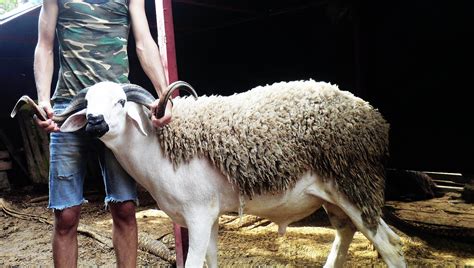 قطيع الأبقار والأغنام والماعز بجهة سوس ماسة في صحة جيدة العمق المغربي