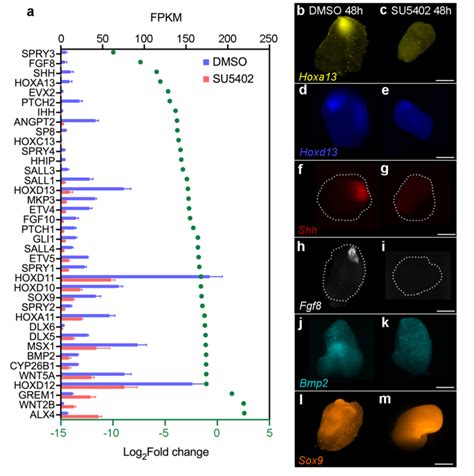 Rna Sequencing Of Su5402 Treated Explants A Expression Of Genes