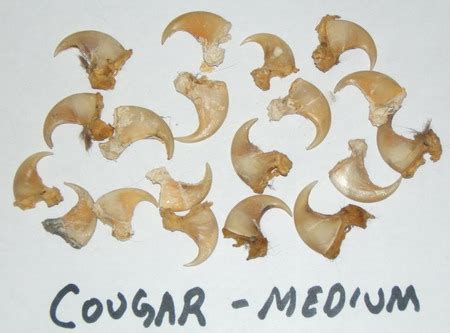 Real Black Bear Claws Cougar Claws Wolf Claws Lynx Claws Mountain Lion