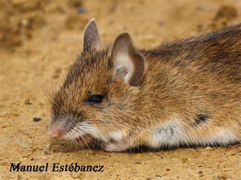 Miradas Cantábricas Ratón De Campo Apodemus Sylvaticus