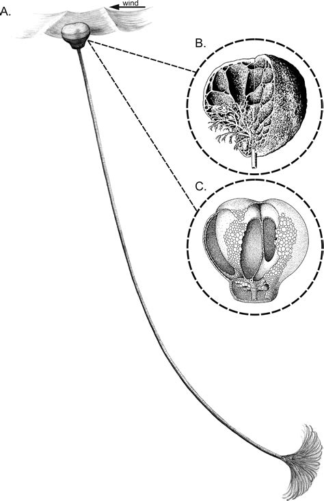 4 4 Silurian Fossil Crinoid Scyphocrinites Lobolith Morocco 257079 For Sale