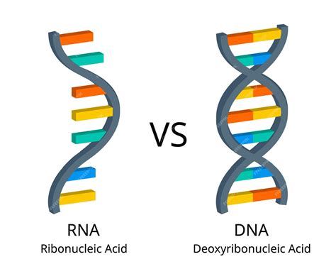 Comparación Del Arn O El ácido Ribonucleico Con El Adn O El ácido
