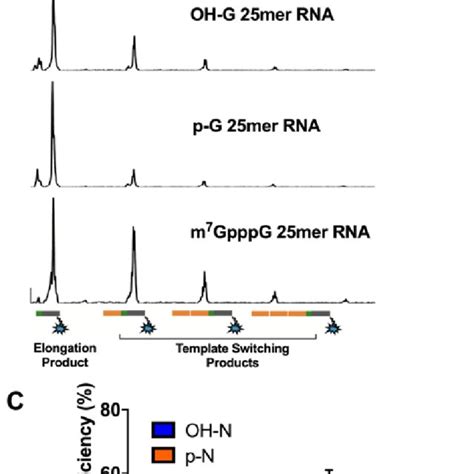 Non Templated Addition And Template Switching Are Concurrent Processes Download Scientific