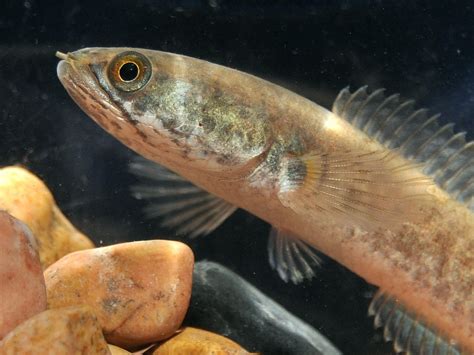 Snakehead Fish Invasive Predators In North America Owlcation