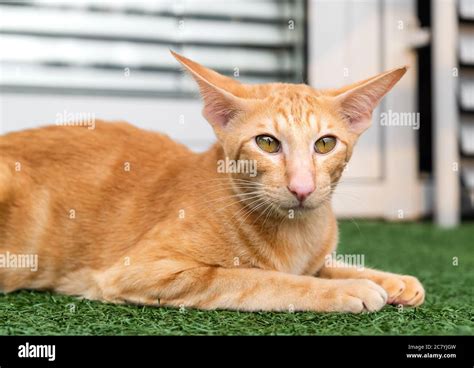 Which Cats Have Big Ears At Donita Humphrey Blog