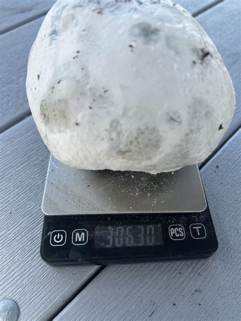 300 Gram Super Ape Blob R Shroomery