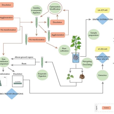 Flowchart Presenting Possible Scenarios And Steps To Be Carried Out