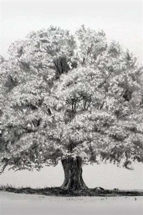 How To Draw A Jungle Tree Step By Step Instructions