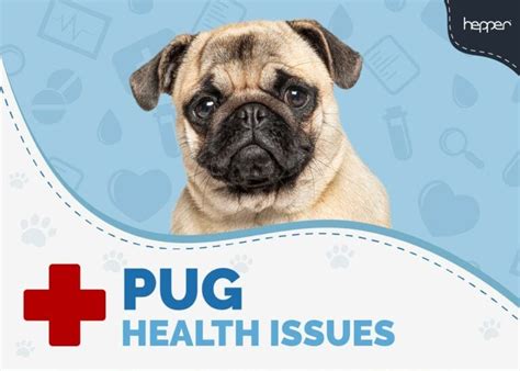 8 Common Pug Health Problems To Look Out For Vet Answer Hepper Pet