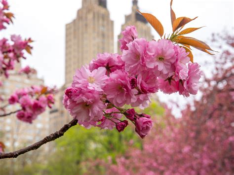 Under The Cherry Blossom Tree