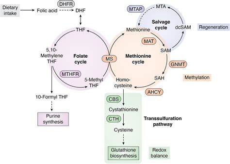 Ahcy A Metabolic Gatekeeper At The Interface Of Methylation Redox