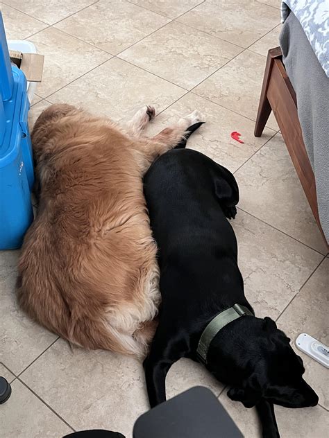 Nap time! : r/Blacklabs