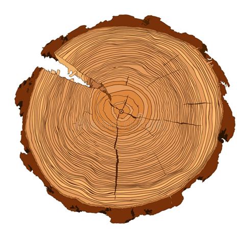 Annual Tree Growth Rings With Brown Tones Drawing Of The Cross Section Of A Tree Trunk Stock