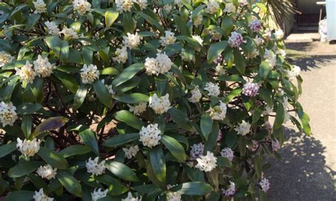 How To Plant Daphne Shrub Complete Growing And Care Tips