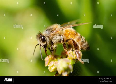 Macro Insect Photography Succulent Cactus Close Ups Nature Details Insect Macro Shots Cactus