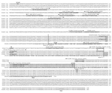 Cloning And Characterization Of Glutamate Receptor Subunit 4 Glua4