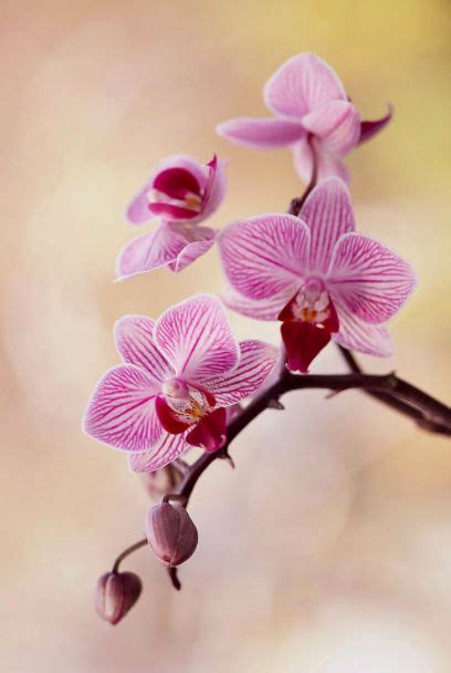 Pin by Анна Филанд on Орхидеи | Orchid photography, Orchid flower ...