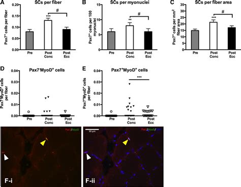 Satellite Cells Sc Content And Myogenic Commitment Following Download Scientific Diagram