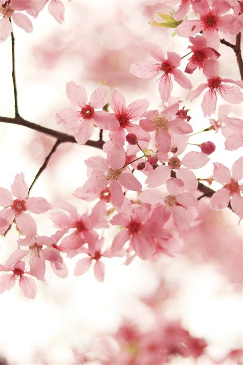 Fondo De Pantalla Flores Natural Foto Gratis En Pixabay