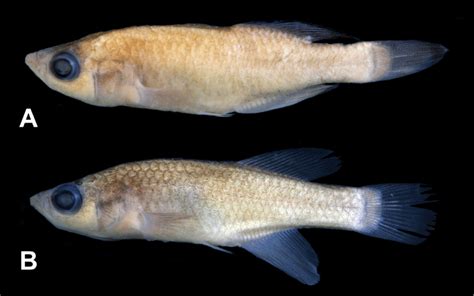 Nothobranchius Balamaensis Preserved Specimens A Male Holotype Download Scientific Diagram