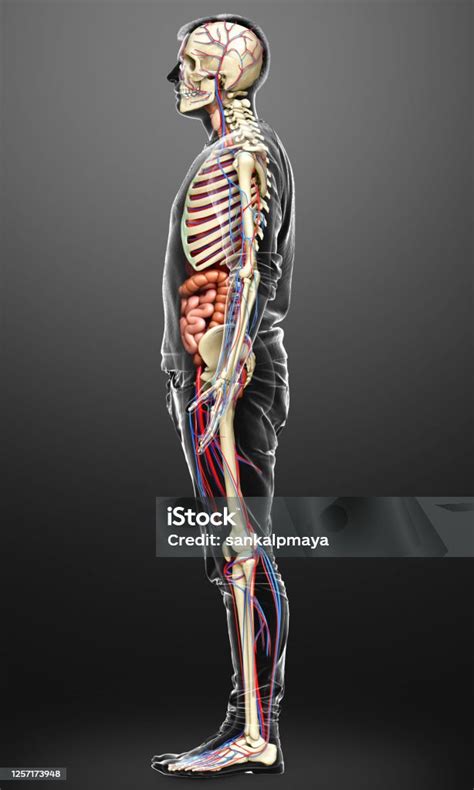 3d 남성 내부 장기 골격 및 순환 시스템의 의학적으로 정확한 그림을 렌더링n 0명에 대한 스톡 사진 및 기타 이미지 0명 3차원 형태 건강관리와 의술 Istock