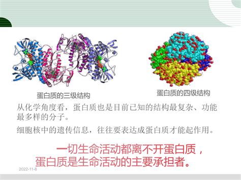 24 蛋白质是生命活动的主要承担者 课件 共42张ppt 21世纪教育网