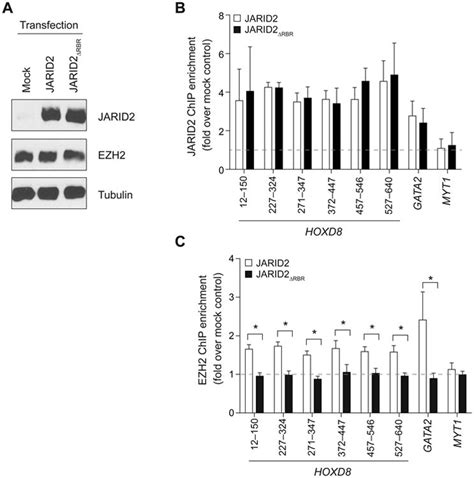 Interactions Between Jarid2 And Noncoding Rnas Regulate Prc2