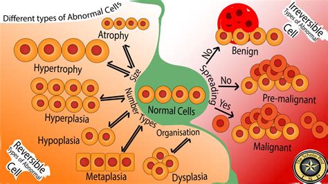 The Mystery Behind Several Disorders Of Human Are Different Types Of Abnormal Cells The