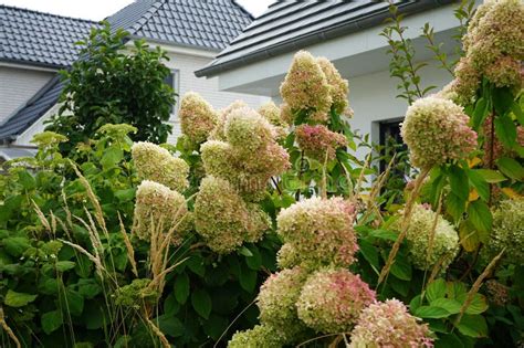 Hydrangea Paniculata Grandiflora Blooms In The Garden In September