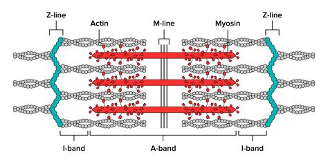 Musculoskeletal System For The Dat — Shemmassian Academic Consulting