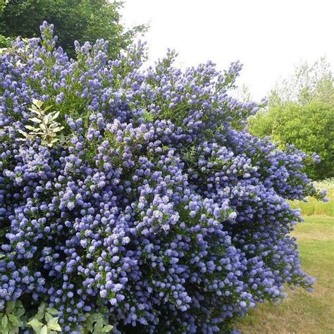 Ceanothus Skylark Beautiful Blue Flowers For Your Garden