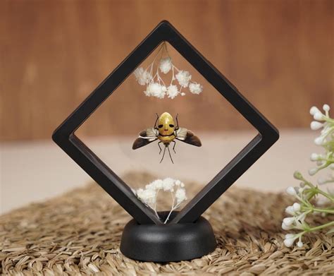 Man Faced Stink Bug Deaths Head Bug Floating Frame Dried Bug Insect