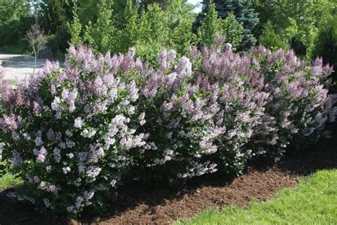 5 Piante Per La Siepe Da Giardino Siepi Piante Da Siepe