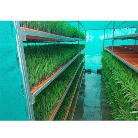 Hydroponic Fodder System 240 Trays300kgday Fodder Productiongi