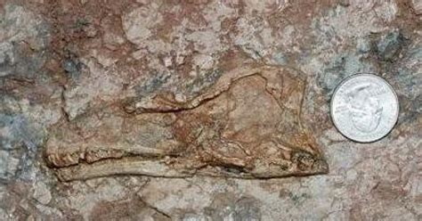 신종 육식 공룡 발견 크기 1m 남짓 무엇 먹고 살았을까