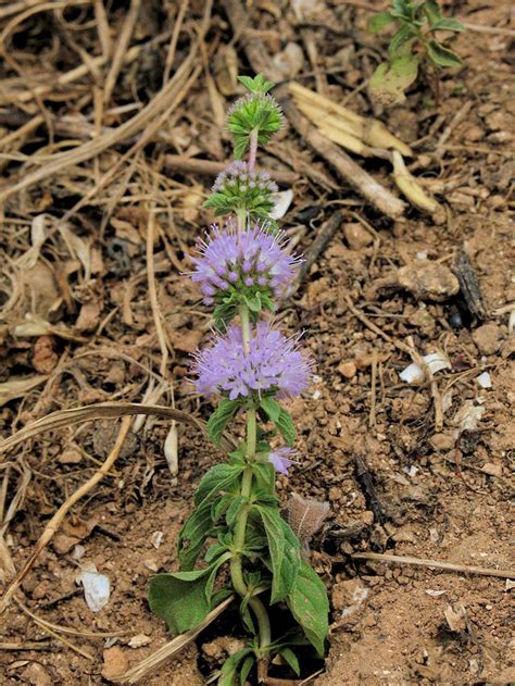 Health Benefits Of Pennyroyal Health Benefits