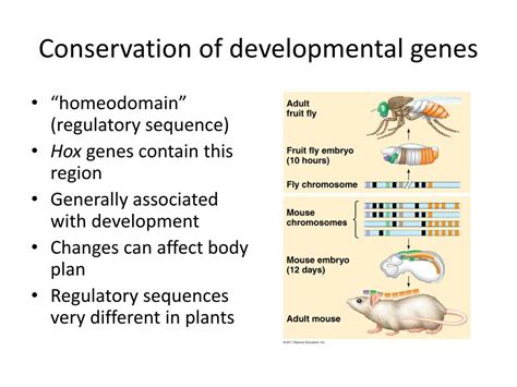 Ppt Genomes And Their Evolution Powerpoint Presentation Free Download Id1802790