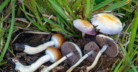 [단독] 마약 성분 환각 버섯 재배한 10대 첫 적발